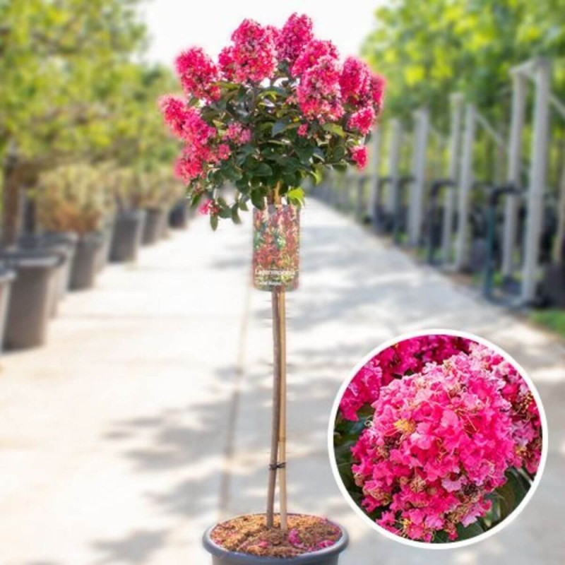 Lagerstroemia Coral Magic Sadzonka ☀️ Plumeria.pl