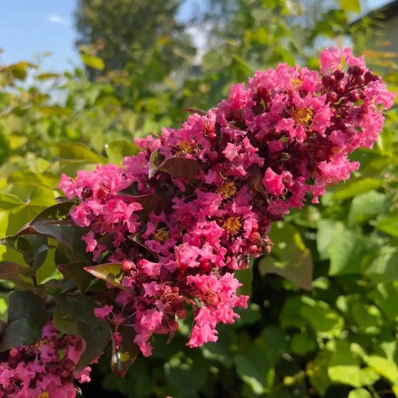 Lagerstroemia Coral Magic Sadzonka ☀️ Plumeria.pl