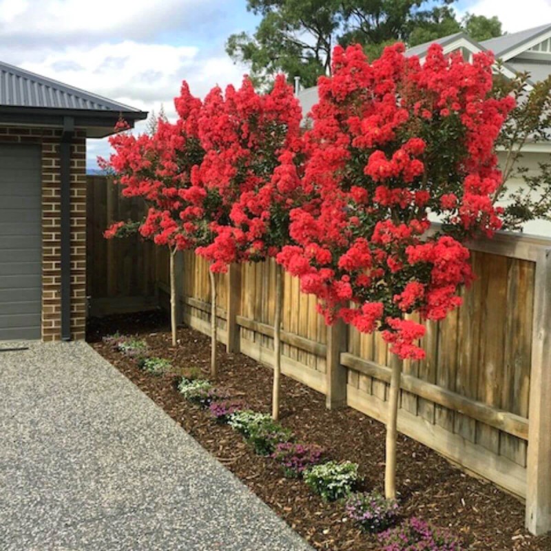 Lagerstroemia na pniu Best Red kwitnąca ☀️ Plumeria.pl