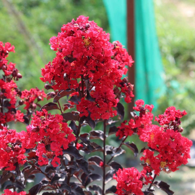 Lagerstroemia na pniu Best Red kwitnąca ☀️ Plumeria.pl