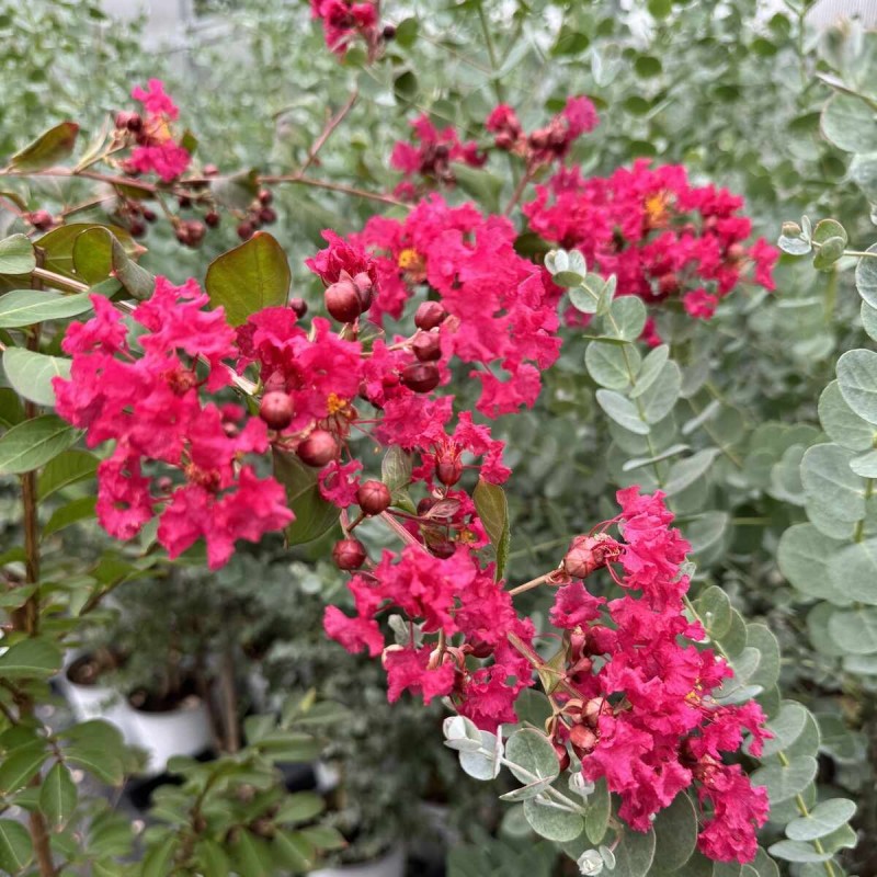 Lagerstroemia Red Filli® Sadzonka Karłowa ☀️ Plumeria.pl