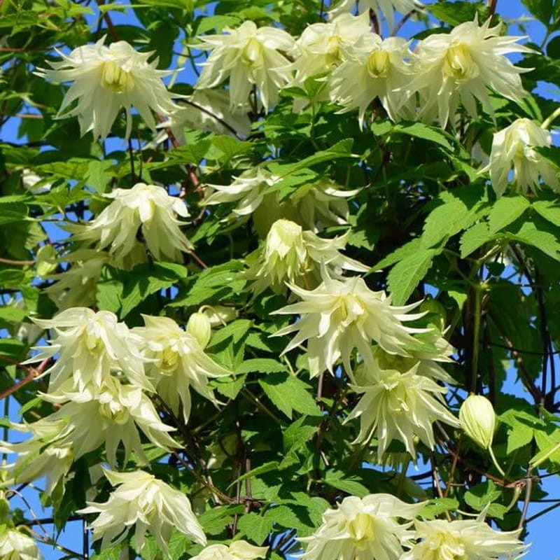 Clematis Powojnik Lemon Dream PBR Sadzonka Niska Cena, Plumeria.pl
